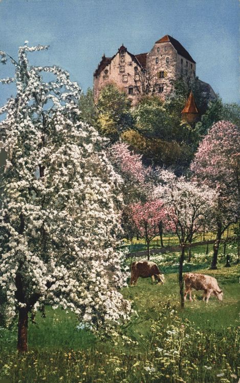 Schloss Wildegg mit blühenden Bäumen (Gebraucht) in Bronschhofen für CHF 10 – mit Lieferung auf ...