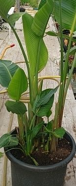 Strelitzie / Paradiesvogelblume | Kaufen auf Ricardo