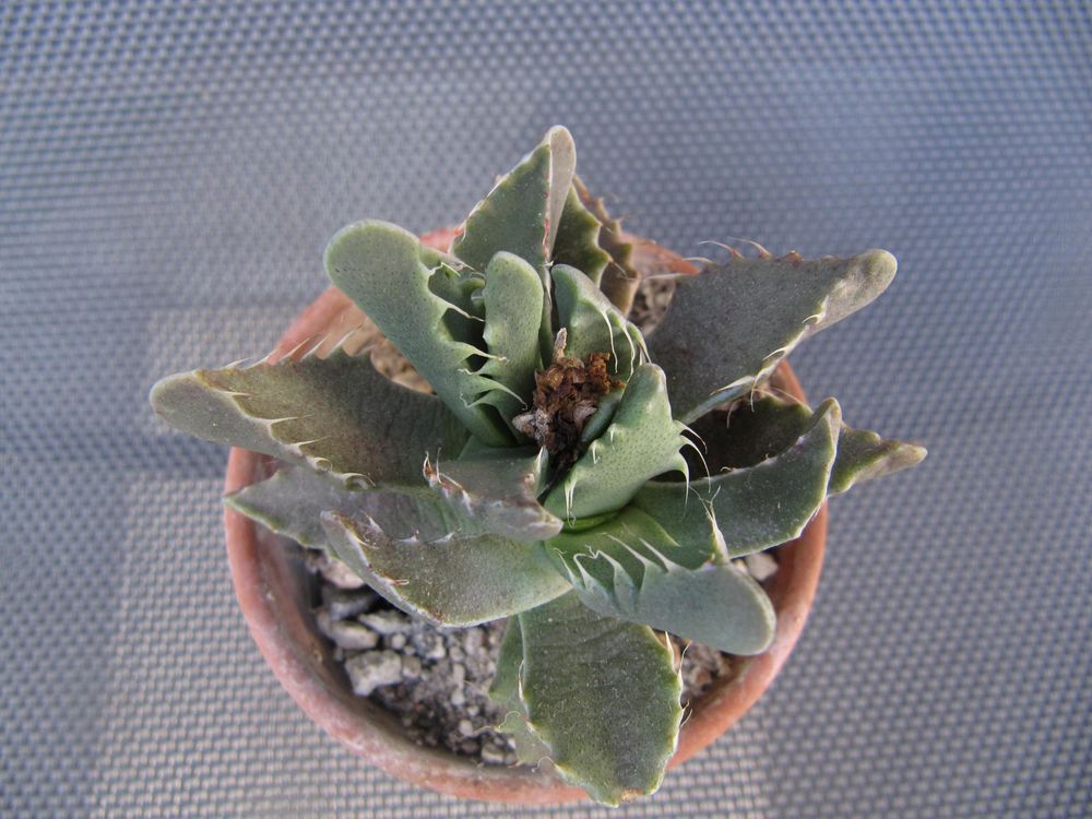 Faucaria (Gebraucht) in Rupperswil für CHF 3 – mit Lieferung auf ...