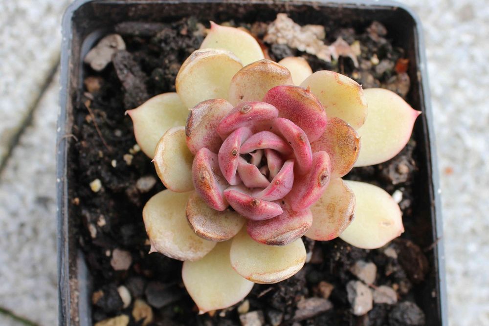 Echeveria ‘Black Rose’ | Kaufen auf Ricardo