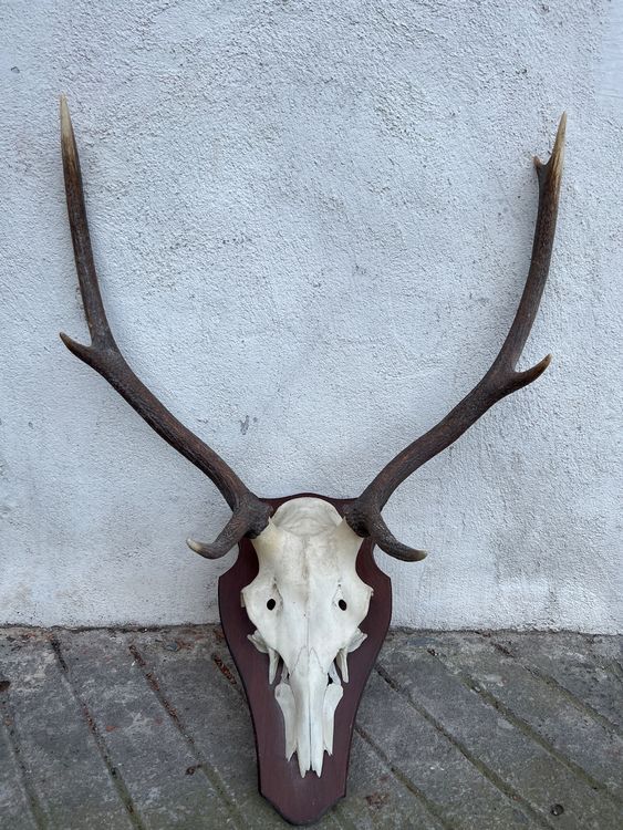Hirschgeweih 6-ender Hirsch Geweih (Gebraucht) in Vaduz für CHF 125 – mit Lieferung auf Ricardo ...