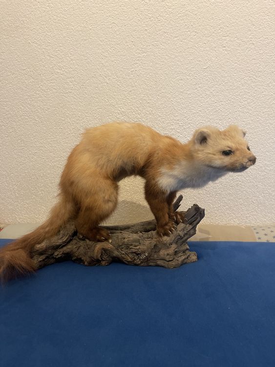 Ausgestopfter Marder (Gebraucht) in Pfaffhausen für CHF 95 – nur Abholung auf Ricardo kaufen