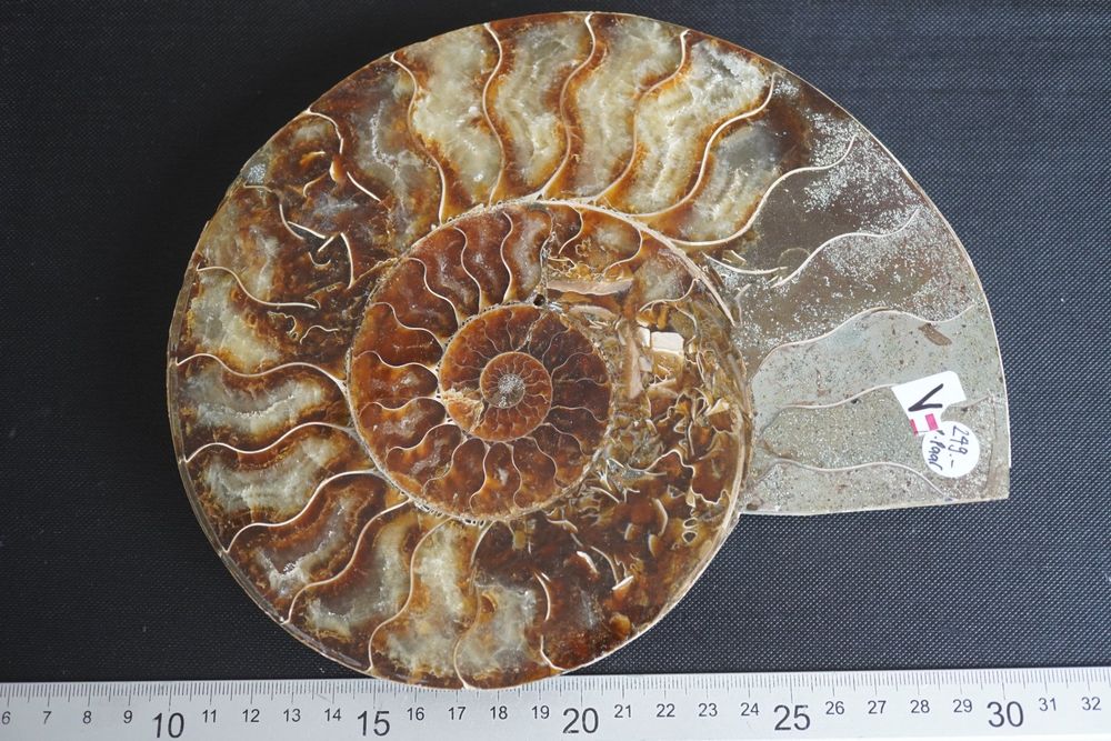 Ammonit Fossil 18cm TOPSTONE ab 25.- (Neu und originalverpackt) in Eschenbach SG für CHF 25 ...