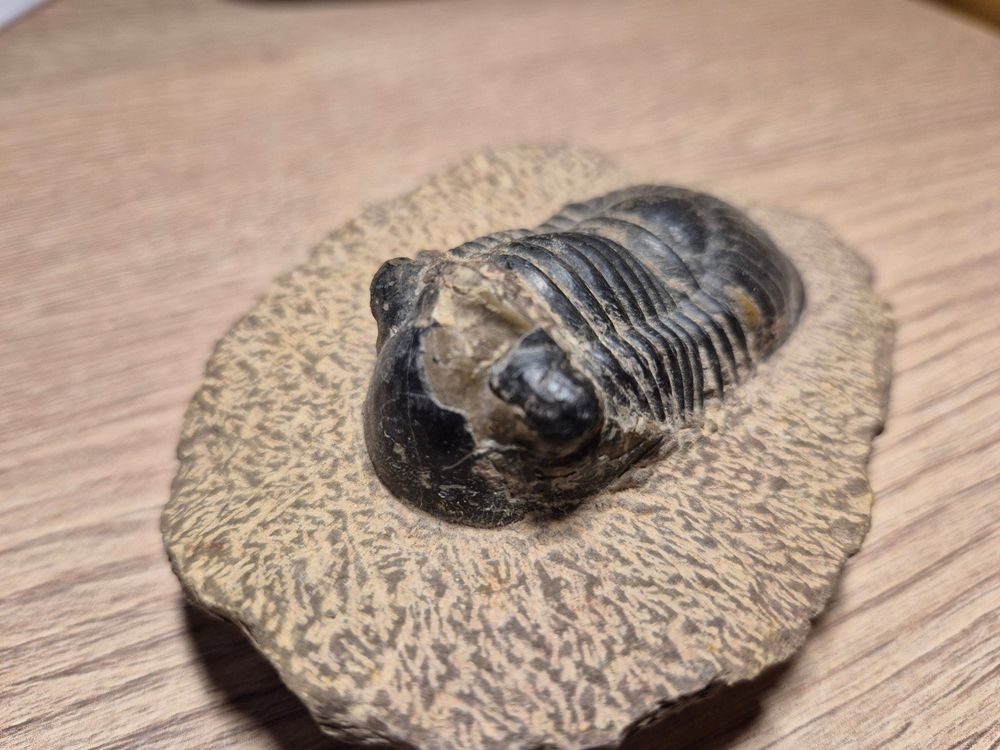 Trilobite fossile authentique sur matrice (D'occasion) à Sugnens pour ...