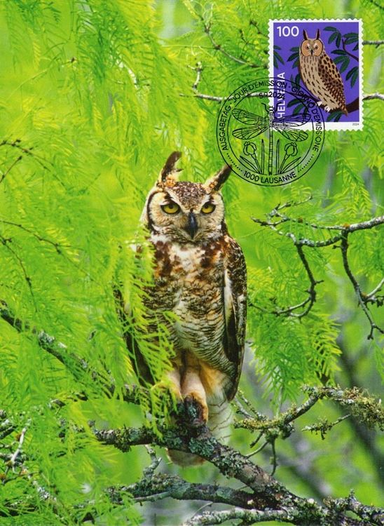 Maximumkarte Tiersymbolik - Eule (Neu (gemäss Beschreibung)) in Dottikon für CHF 4 – mit ...