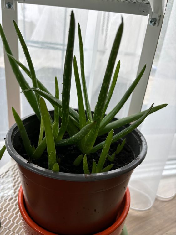 5 Kleine Baby Aloe Vera Pflanzen | Kaufen auf Ricardo