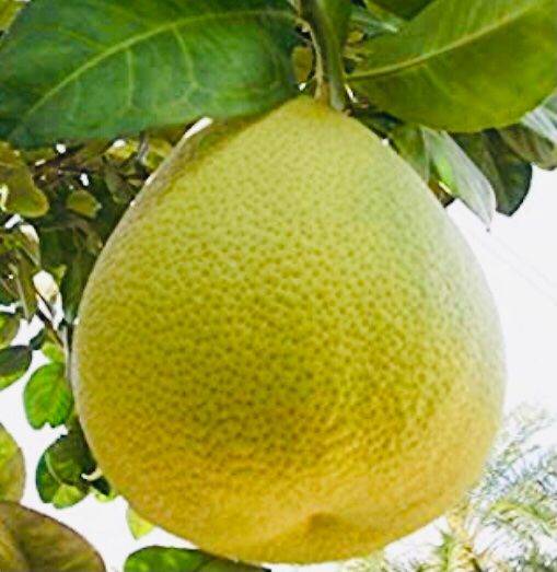 10 Samen TROPISCHER POMELO "CITRUS MAXIMA" (zur Keimung) (Neu und ...