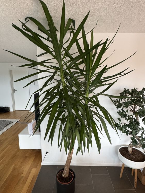 Grosse Yucca Palme Zimmerpflanze Gebraucht In Thun Für Chf 99 Nur