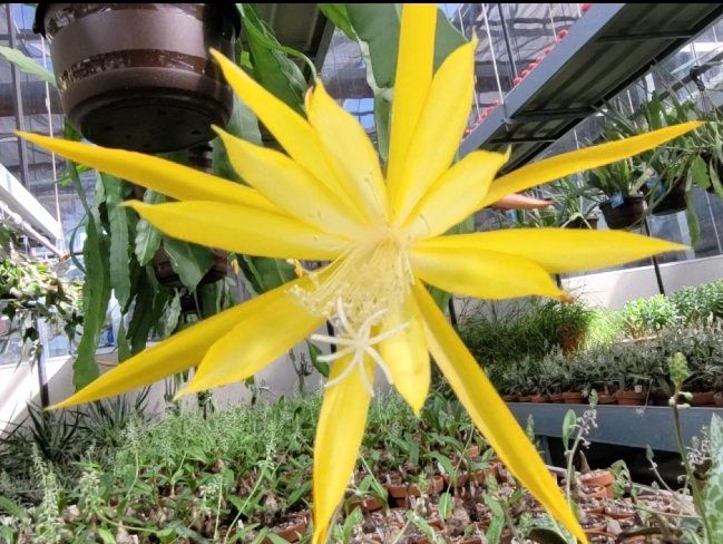 Epiphyllum Frühlingsgold Blattkaktus Gelb (Neu (gemäss Beschreibung ...