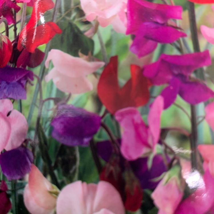 EDELWICKE / DUFTWICKE /Duftende Platterbse/ 10 Samen (Neu (gemäss ...