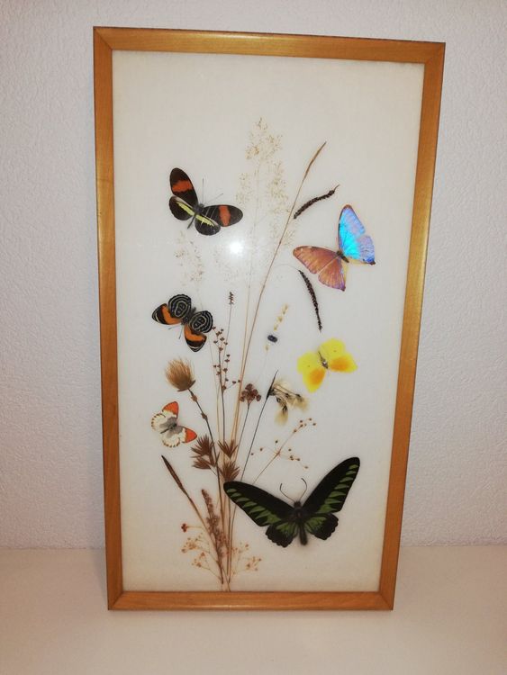 Schmetterlinge hinter Glas - 55x30 cm | Kaufen auf Ricardo