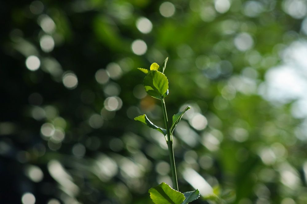 Auktion Bokeh Pentacon 135mm F2.8 M42 15 Lamellen 517 #v2 (Neu (gemäss Beschreibung)) in ...