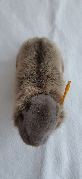 Original Steiff Murmeli marmottes Kult (Neu (gemäss Beschreibung)) in ...