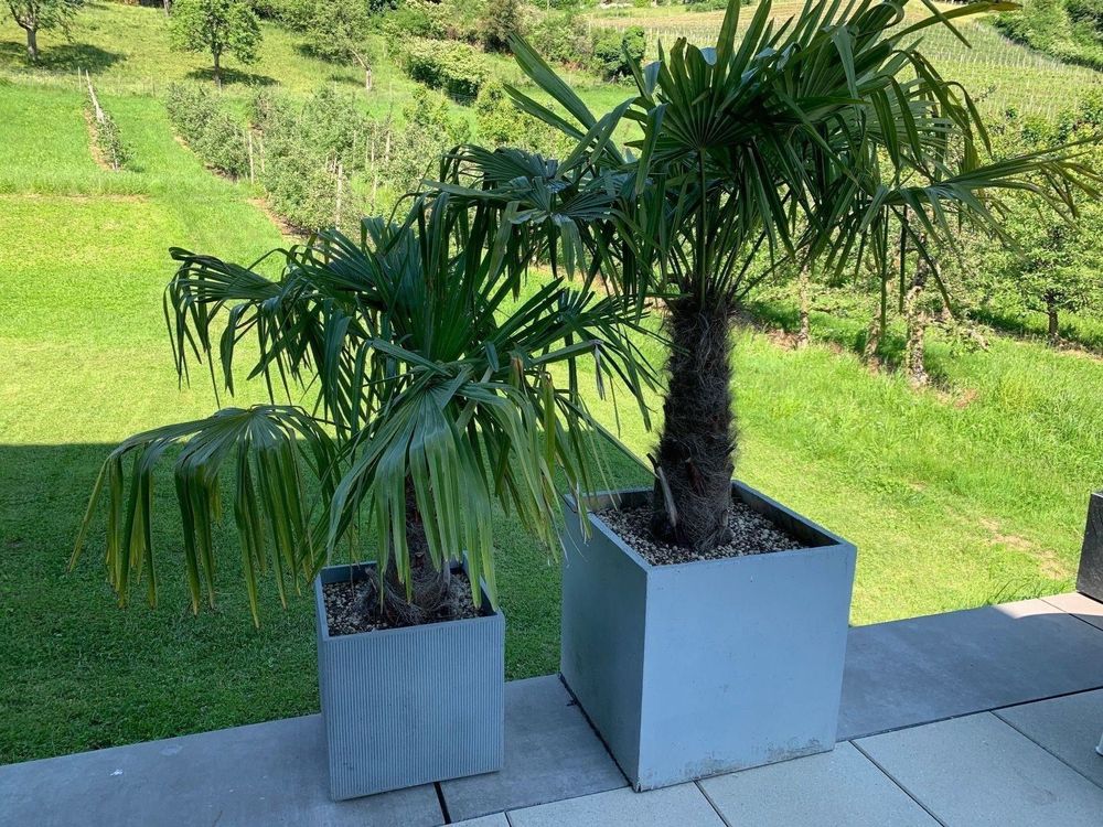 2 Palmen im Topf | Kaufen auf Ricardo