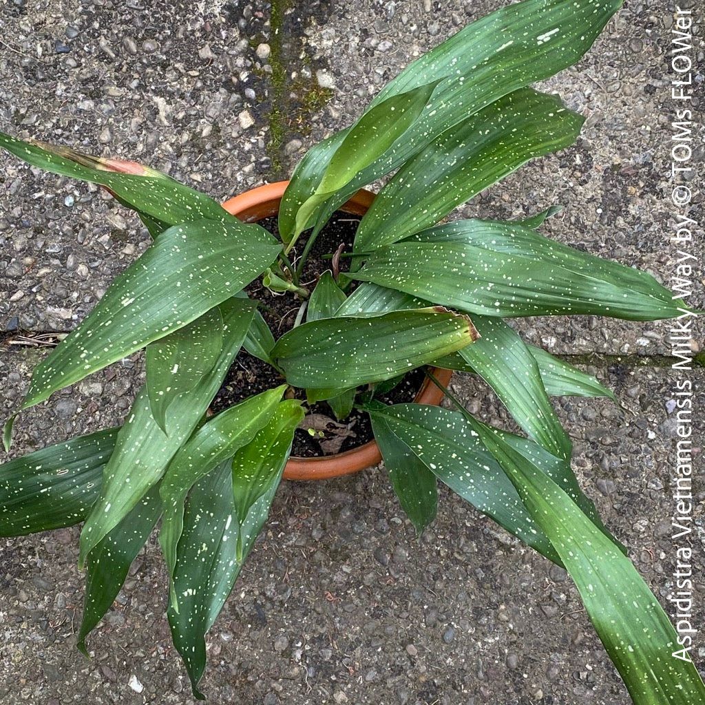 Aspidistra Vietnamensis Milky Way - bedingt winterhart . (Neu und ...