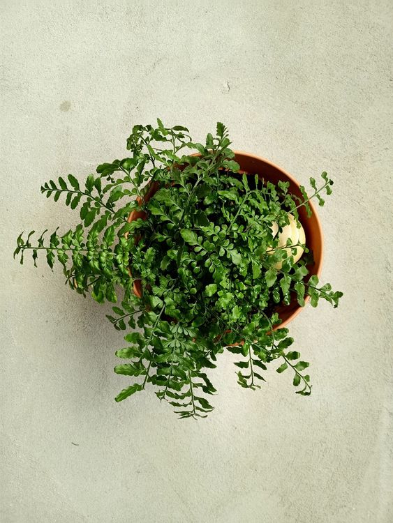 Asplenium Parvati Farn (Gebraucht) in Jegenstorf für CHF 5 – mit ...