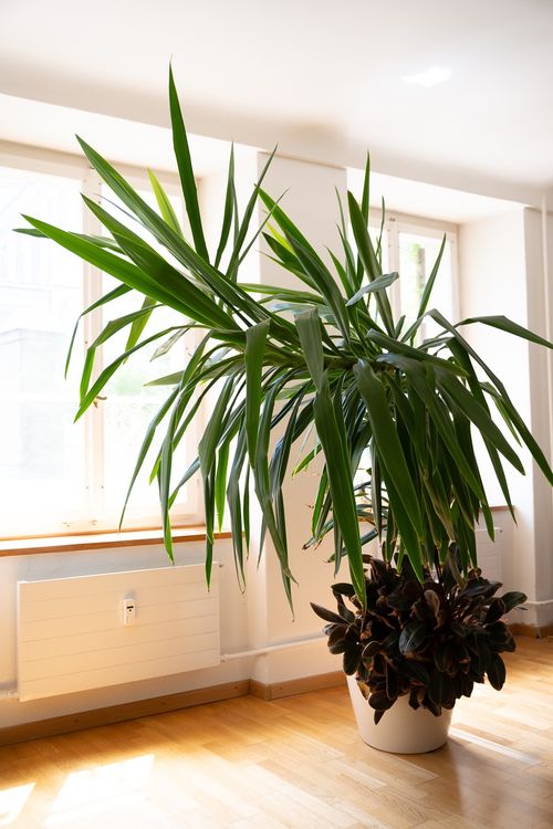 Yucca Bltter Rollen Sich Ein