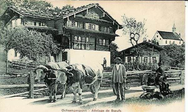 Flüeli OW Kapelle,Ochsengespann ca.1910 (Neu (gemäss Beschreibung)) in ...