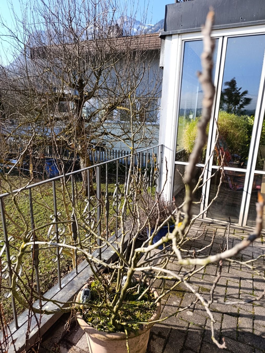 BIO Feigenbaum 7Järig XXL etwa 165cm hoch mit Topf! (Gebraucht) in ...