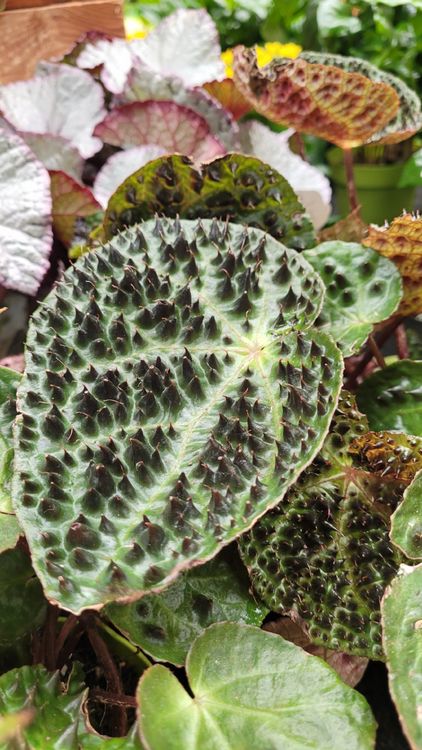 Begonia "Troll" (Neu (gemäss Beschreibung)) in Zürich für CHF 19 – mit ...