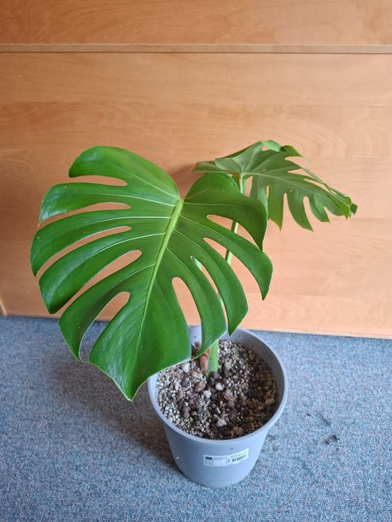 Monstera deliciosa variegata gog vergrünt (Gebraucht) in Hausen AG für ...
