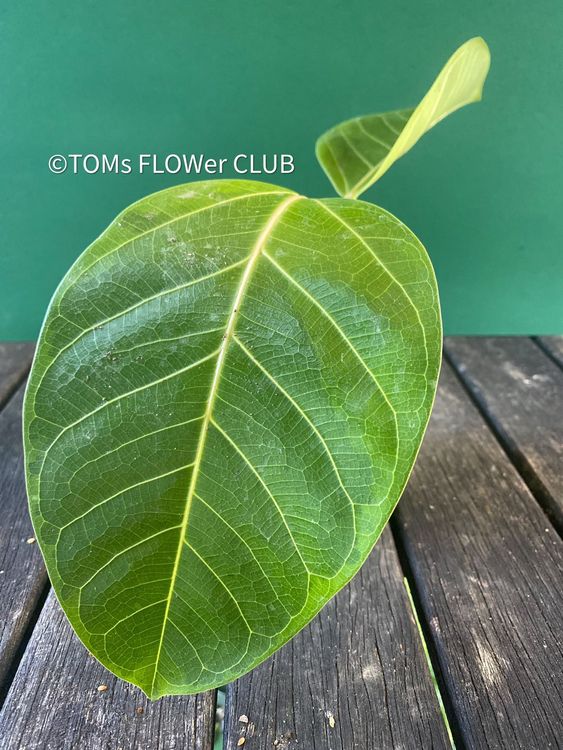 Ficus Altissima Aurea Variegata | Kaufen auf Ricardo