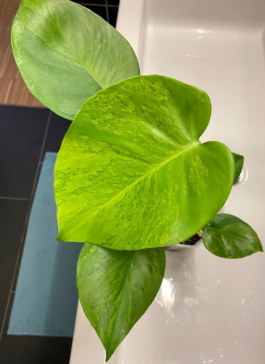 Monstera deliciosa variegata GoG | Kaufen auf Ricardo