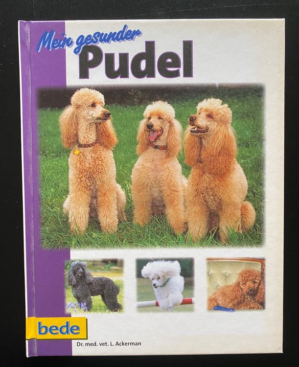 Mein gesunder Pudel 🐩 (Gebraucht) in Nussbaumen AG für CHF 4 – mit ...