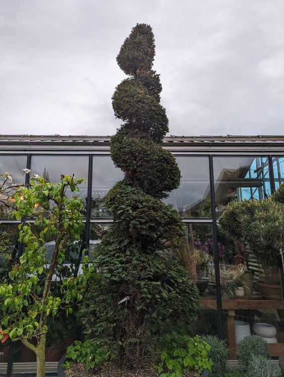 Formschnitt Eibe 3m | Kaufen auf Ricardo