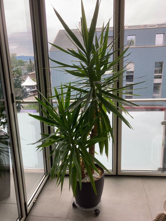 Yucca Palme Kaufen Auf Ricardo