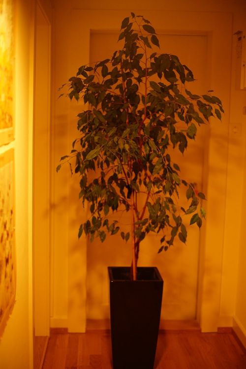 Ficus Benjamina "Birkenfeige" in Lechuza Topf | Kaufen auf Ricardo