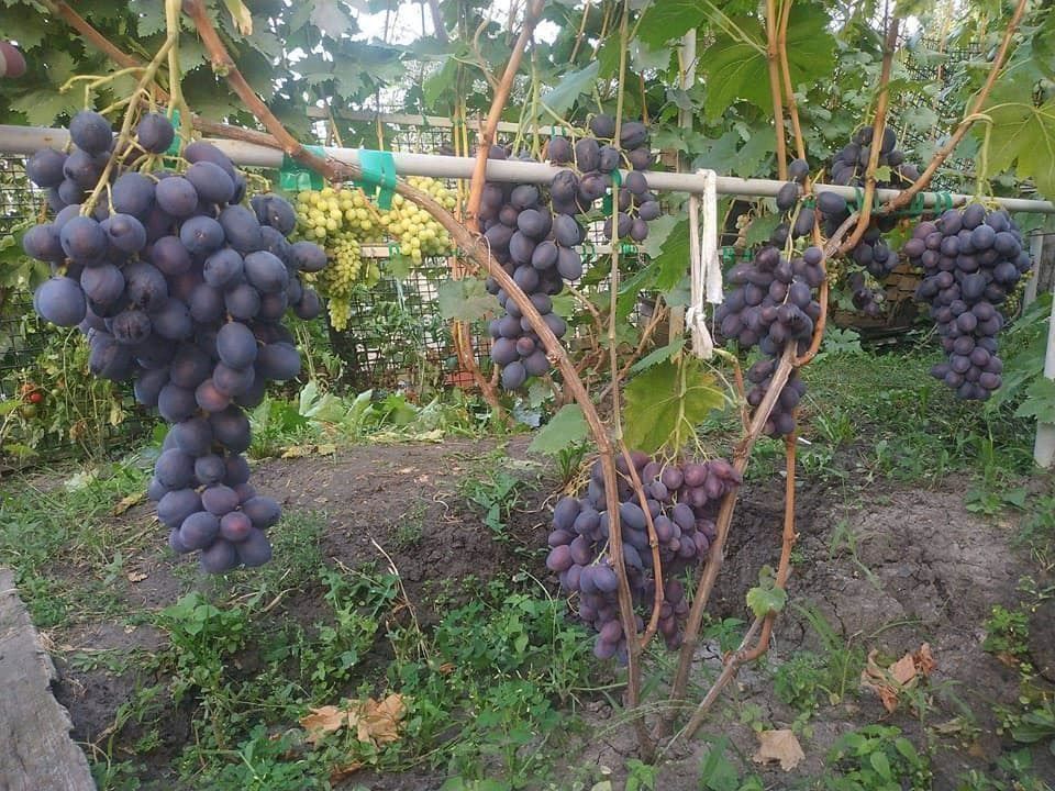 Vigne Raisin RARE Var. Zaporozhye géant (Neu (gemäss Beschreibung)) in ...