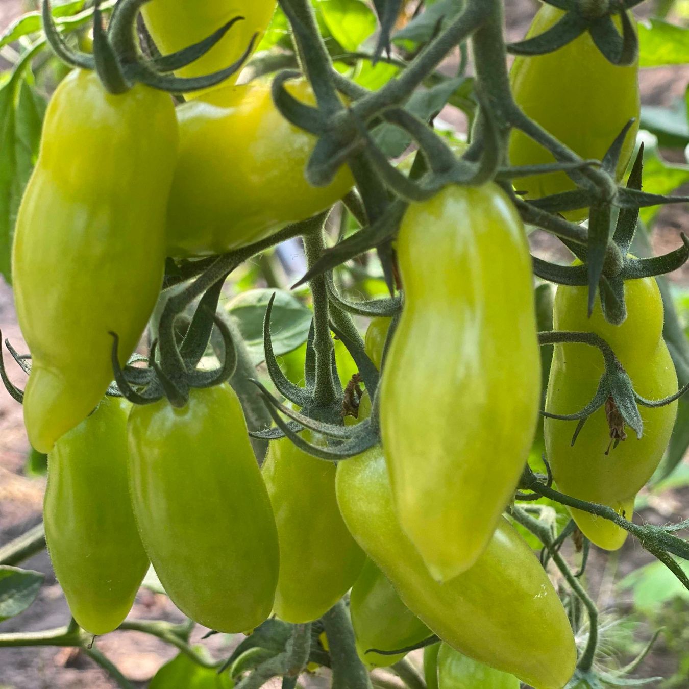 💚 🥇 Dancing Green Fingers, Gewinner an versch.Wettbewerben (Neu und ...