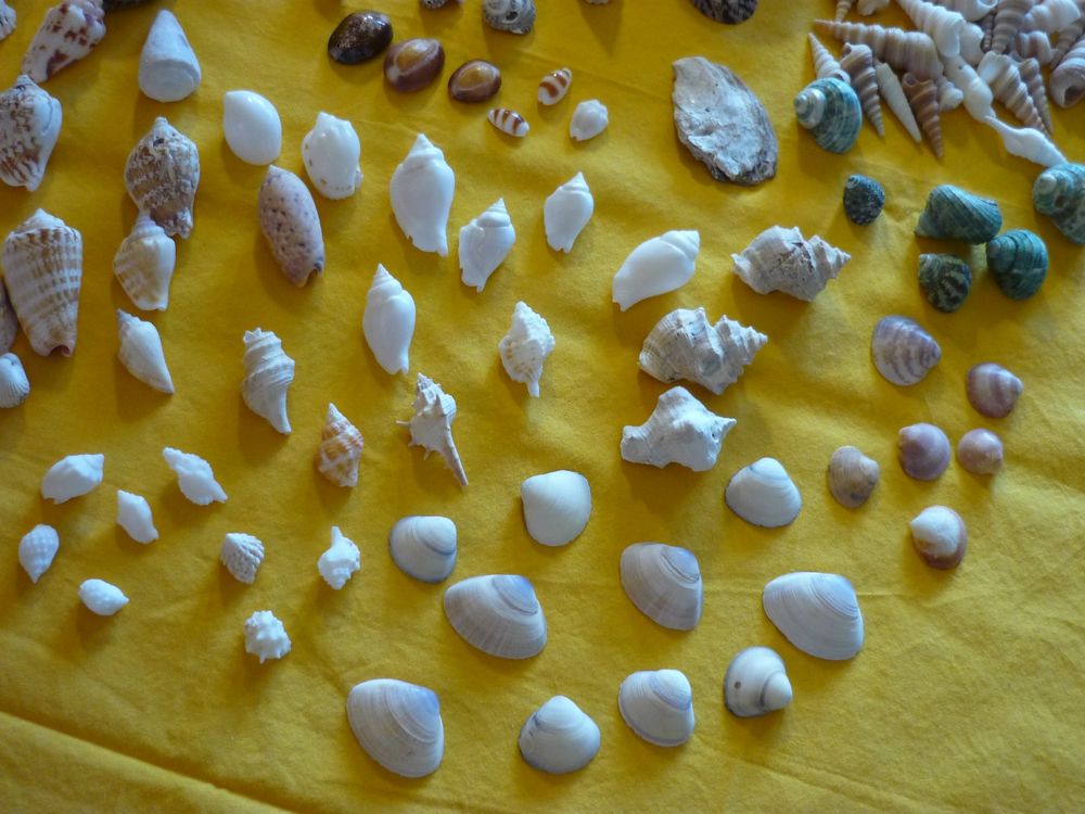 Grosse und kleine Muscheln als Deko oder zum Basteln (Gebraucht) in ...