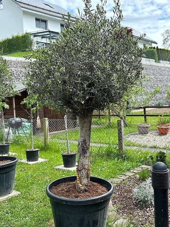 Olivenbaum "Junge Wilde" winterhart (Neu (gemäss Beschreibung)) in Zuckenriet für CHF 275 – nur ...