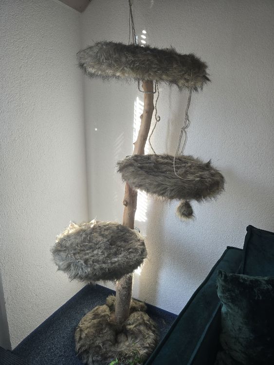 Kratzbaum, Naturholz, Plüschbezug, sehr gut erhalten! (Gebraucht) in ...