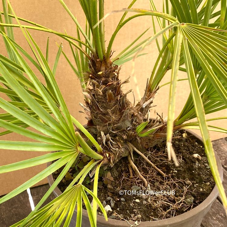 Chamaerops Humilis v. Cerifera / blaue Zwergpalme I | Kaufen auf Ricardo