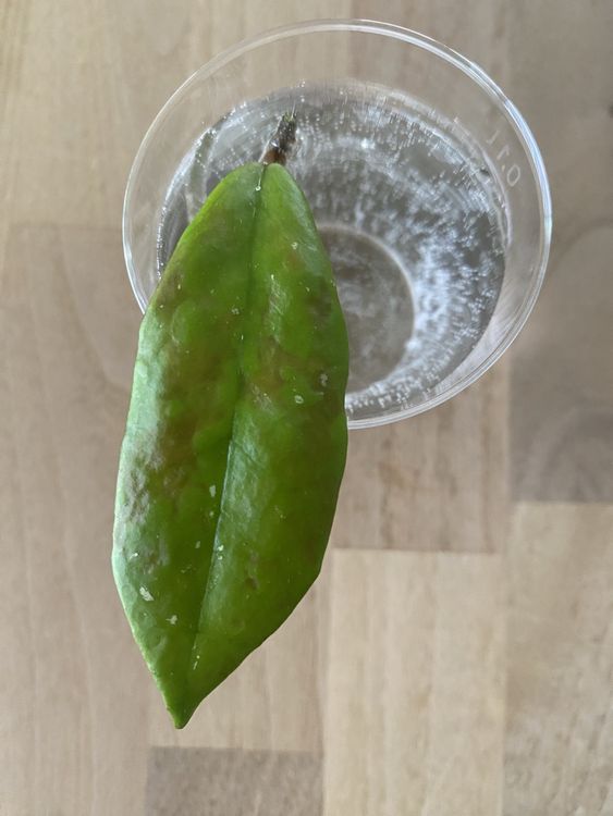 Ableger Hoya Carnosa “Red Flowers” (Neu (gemäss Beschreibung)) in ...