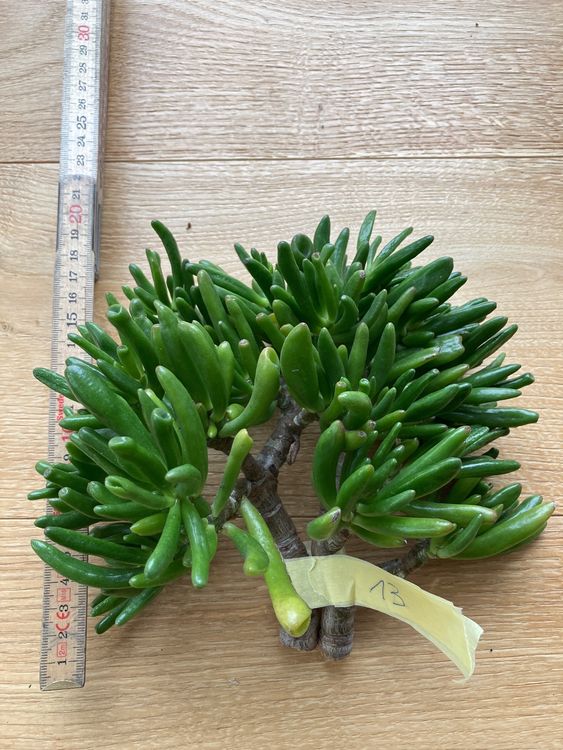 Dickblatt Crassula ovata „Hobbit“ (Gebraucht) in für CHF 1 – mit ...
