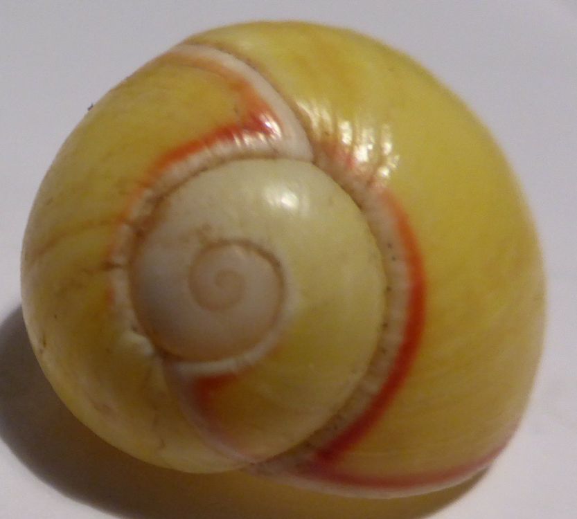 POLYMITA VENUSTA ;---SELTENE ZITRONEN-GELBE FARBE;--UNIKAT | Acheter ...