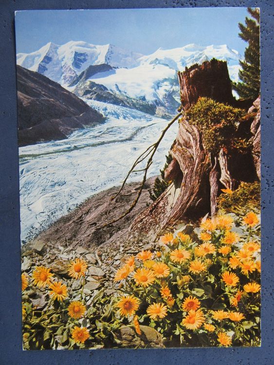 AK GEMSWURZ AM MODERATSCHGLETSCHER GR PIZ PALÜ BELLAVISTA | Kaufen auf ... AK GEMSWURZ AM MODERATSCHGLETSCHER GR PIZ PALÜ BELLAVISTA | Kaufen auf ...