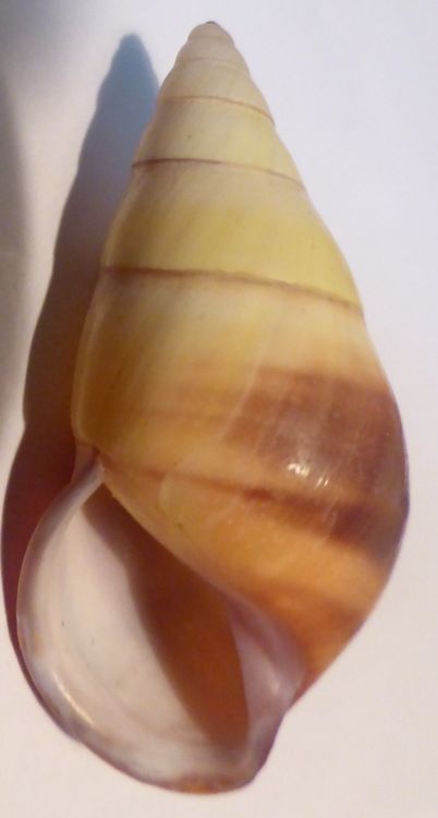 AMPHIDROMUS QUADRASI SOLIDUS;--MUSCHEL-ÖFFNUNG RECHTS, -F+++ | Kaufen ...