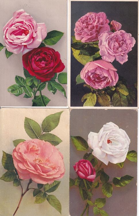8 x rosa Rosen • Lot alte Foto-AK Blumen (Gebraucht) in für CHF 4 – mit ...