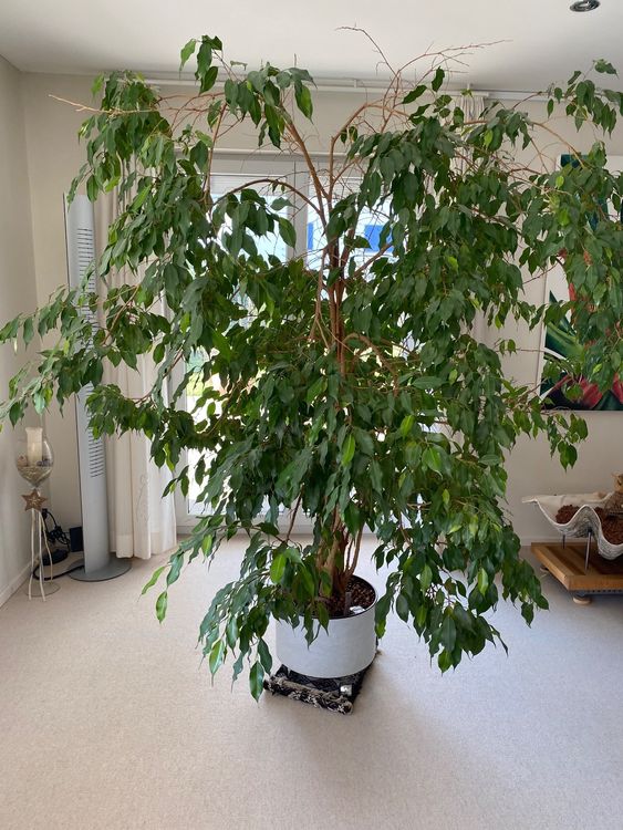 Fikus 2m hoch | Kaufen auf Ricardo