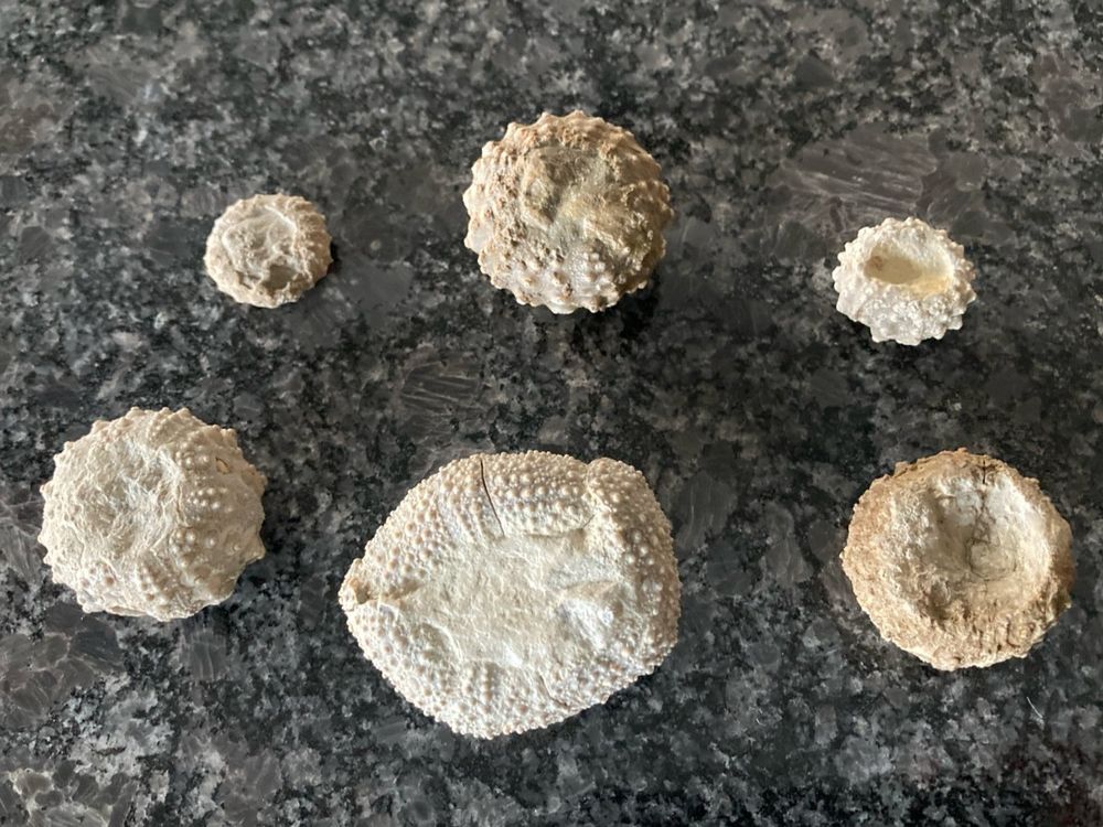 Versteinerte Seeigel Set B- Ware Fossilien Versteinerung (Gebraucht) in ...