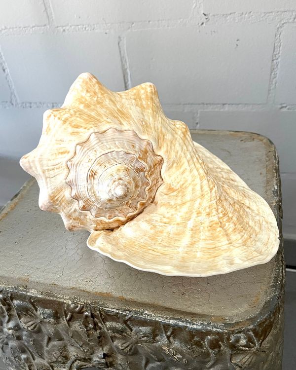 Strombus Goliath Muschel Riesenmuschel / Meeresschnecke (Gebraucht) in ...