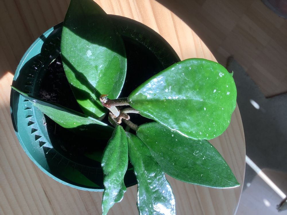 Hoya carnosa, Wachsblume, Porzellanblume selber gezogen | Kaufen auf ...