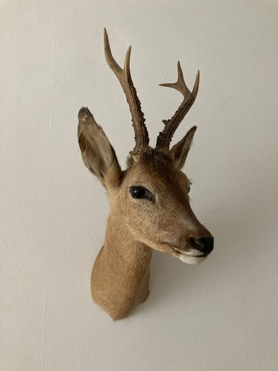 Ausgestopfter Rehbock, Trophäe (Gebraucht) in Zürich für CHF 60 – mit ...