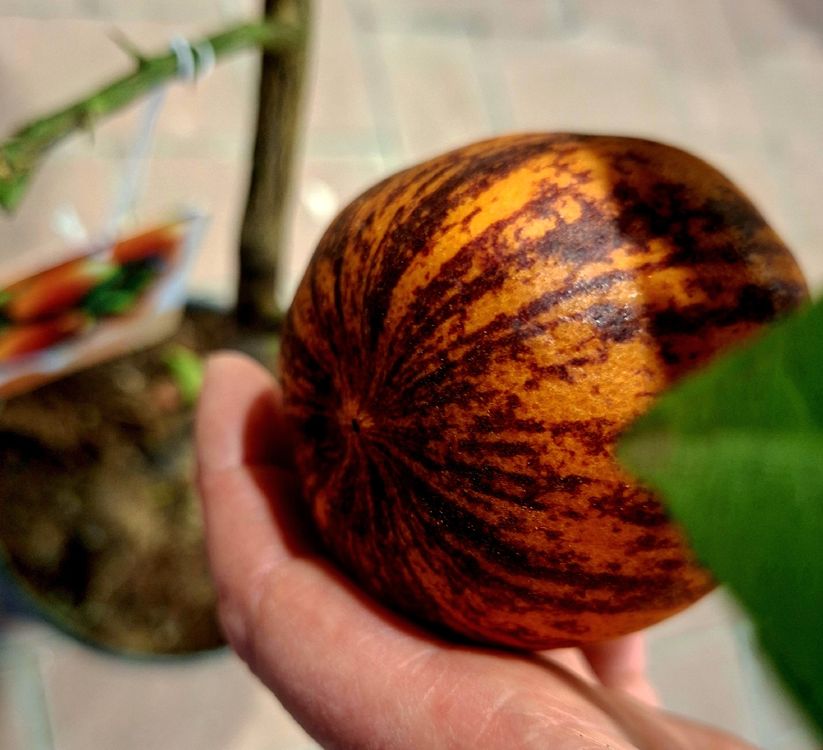 RARE: Orangenbaum" Arcobal " 70 -100 cm von Sizilien. Exotic (Neu und ...