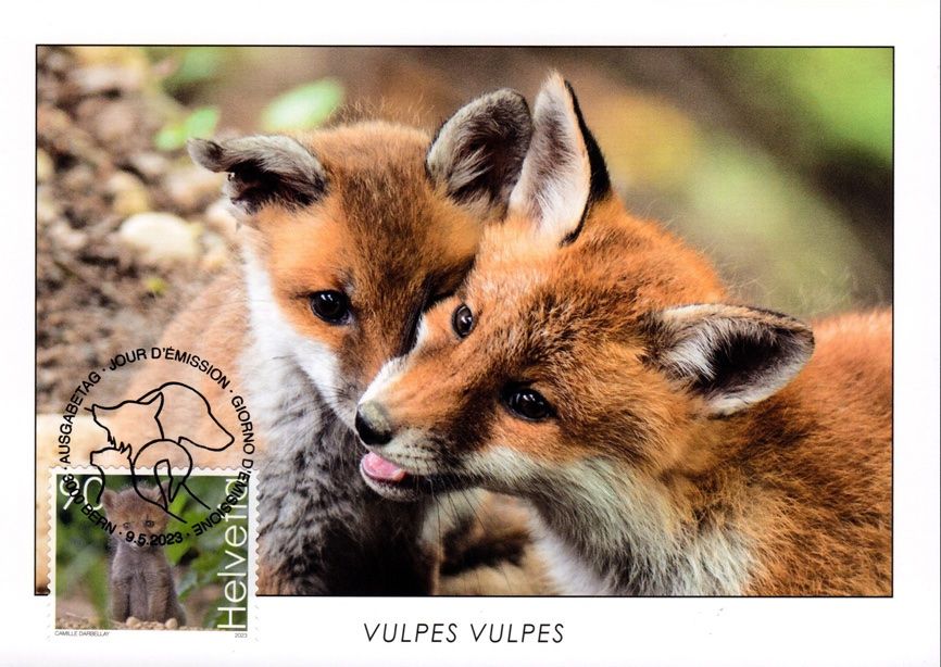 Maximumkarte Süsse Tiere - Fuchs (Neu (gemäss Beschreibung)) in Dottikon für CHF 8 – mit ...